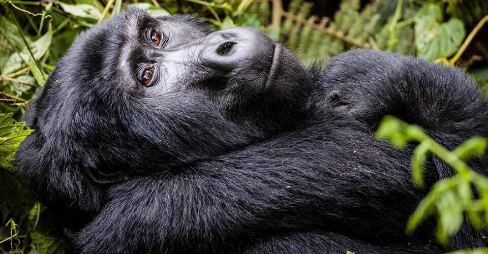 uganda