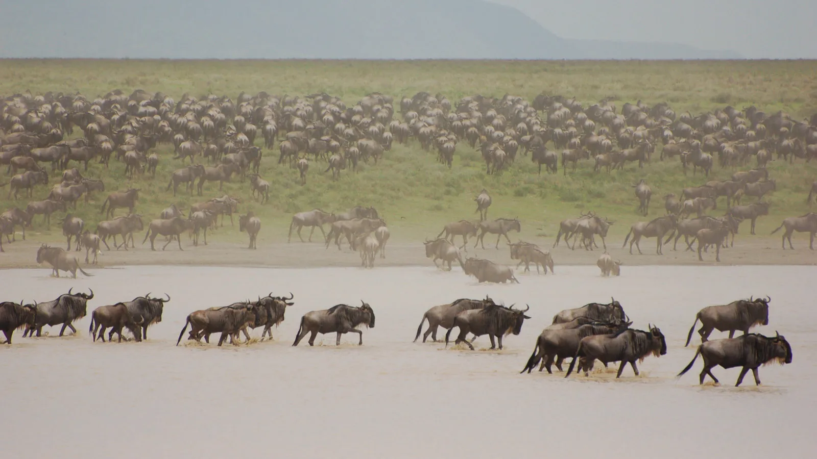 8 Day Ndutu Calving season Serengeti Migration